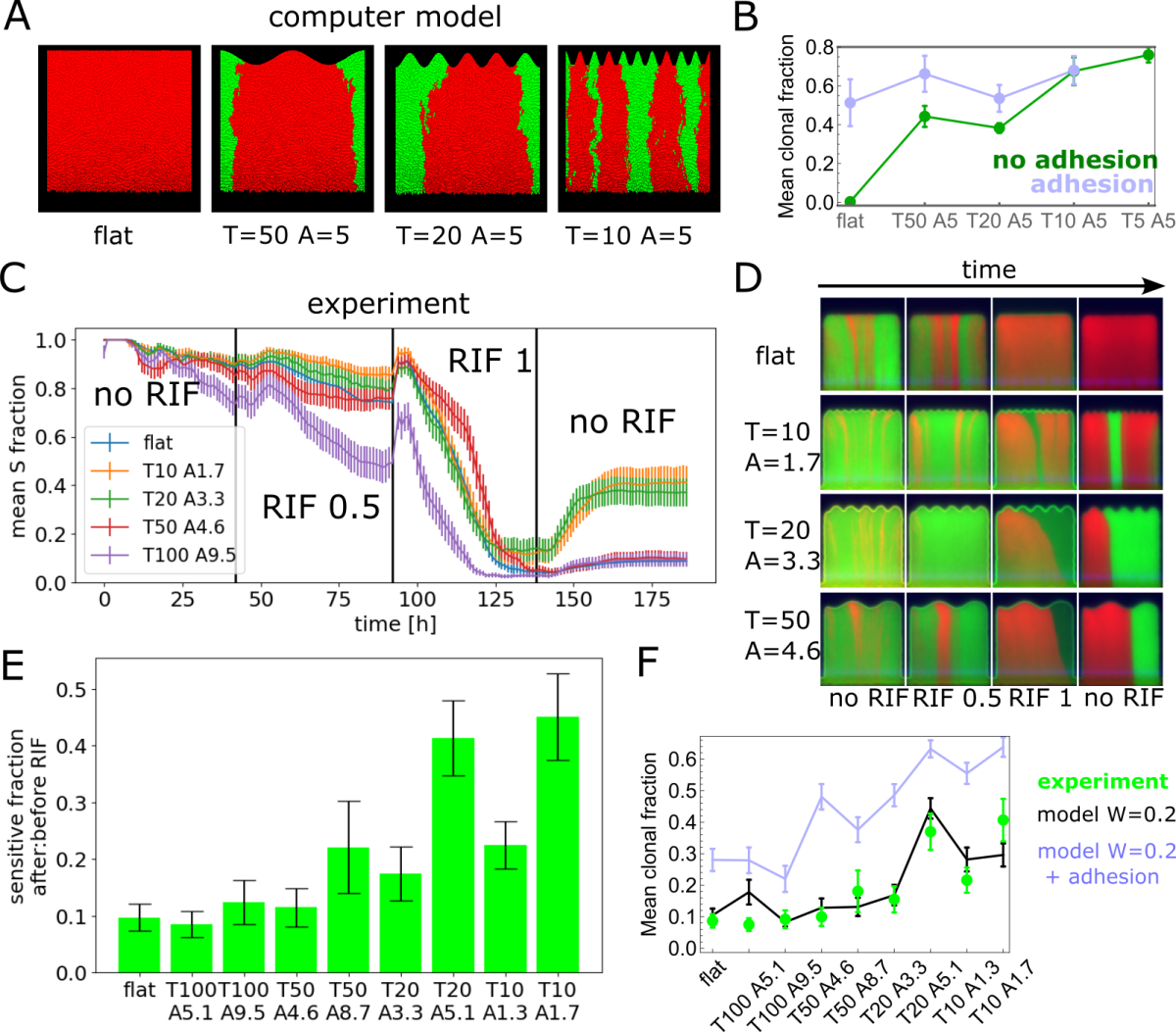 A new preprint on biofilms on patterned surfaces – Dioscuri Centre for ...